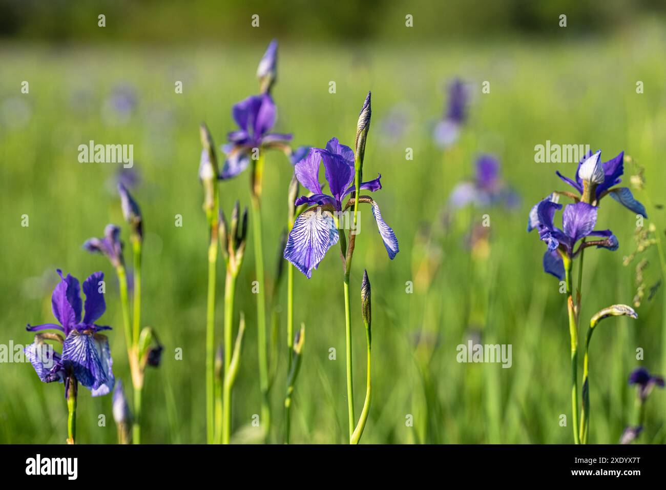 Iris flower plant plants flowers hi-res stock photography and images ...