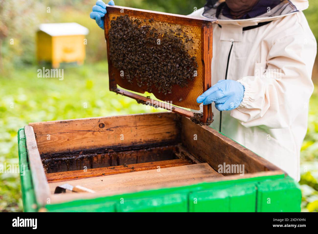 Mature beekeeper working beehive in hi-res stock photography and images ...