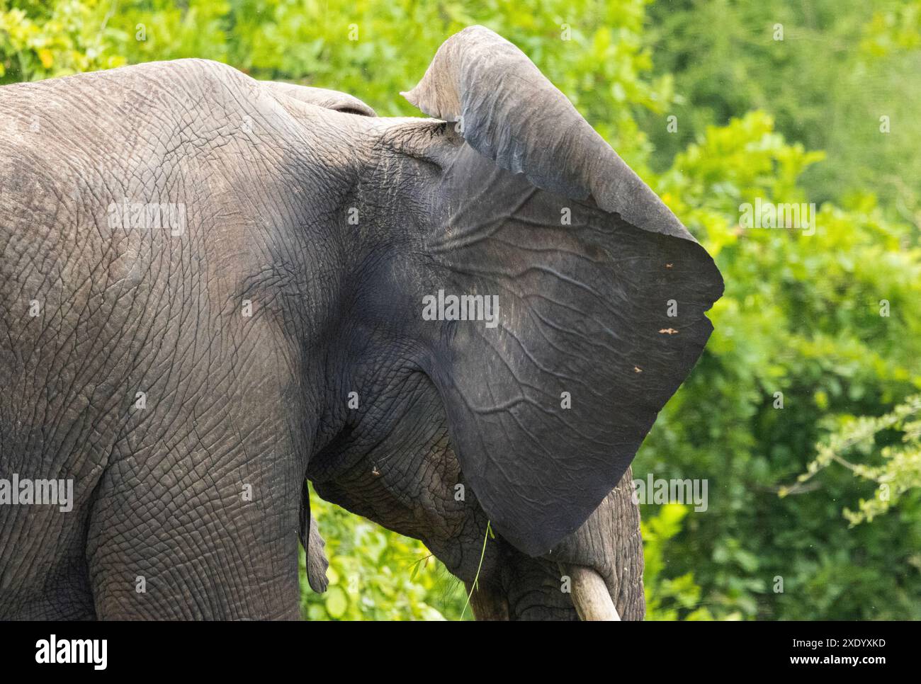 The skin at the back of the elephants ear is much thinner than ...