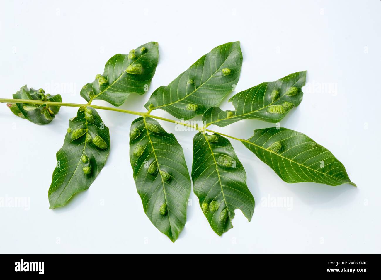 Aceria erinea galls on leaves of walnut Juglans regia. Upper part of ...