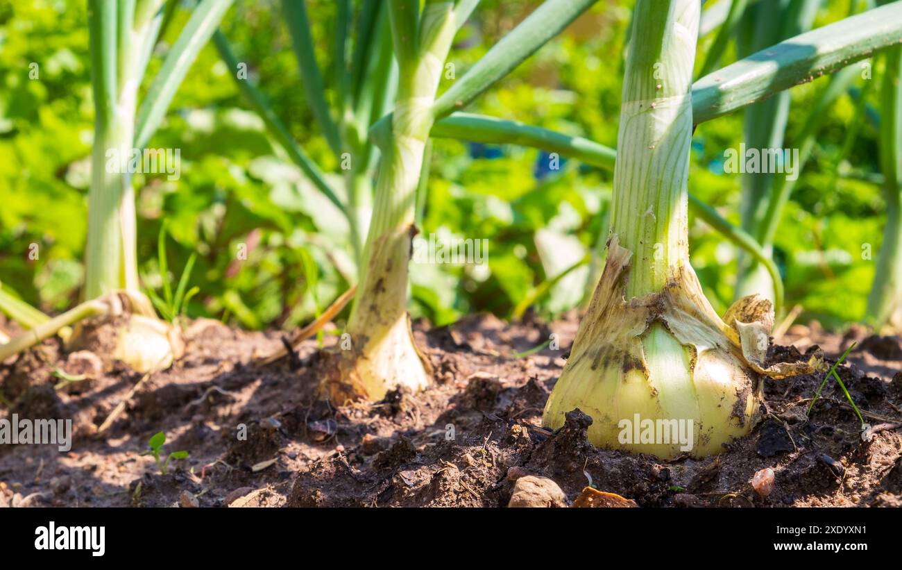 Onions grow in a bed. A close-up of an onion in July. Root vegetables ...