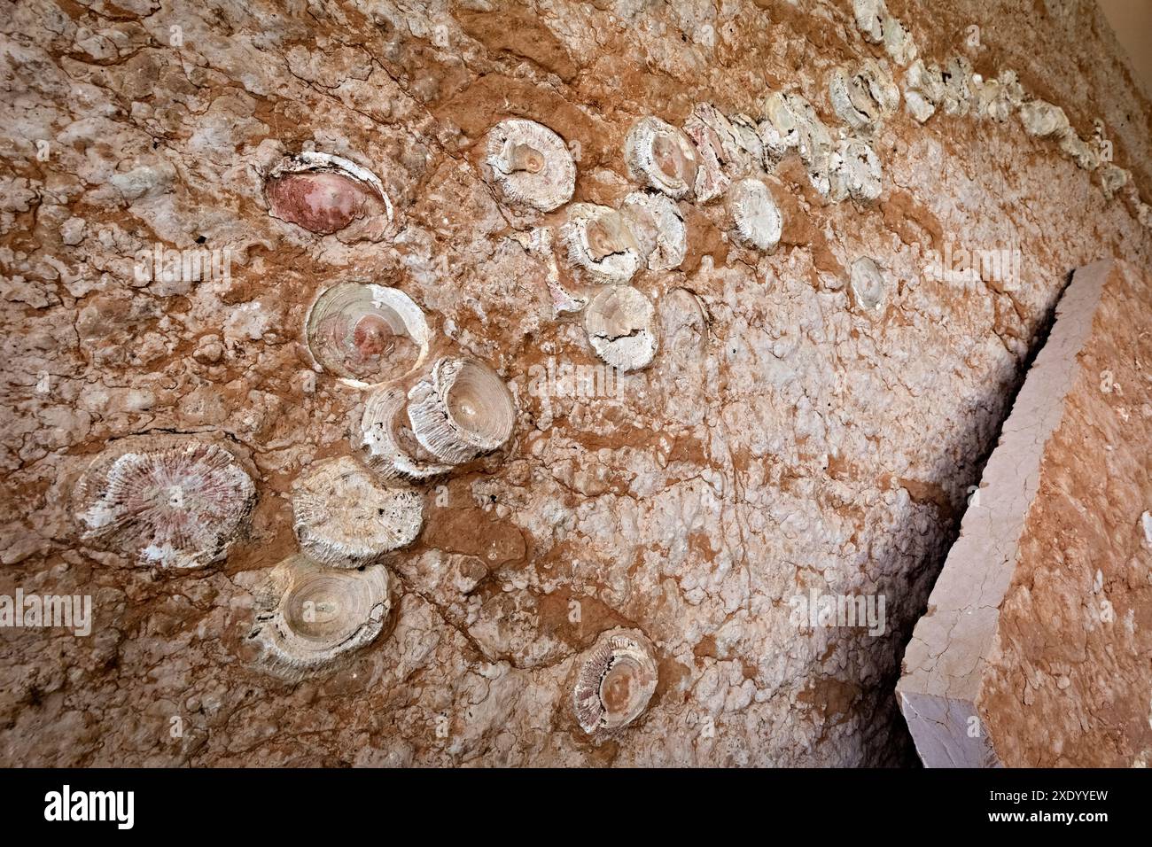 Fossils at the Geopaleontological Museum of Camposilvano. Velo Veronese ...