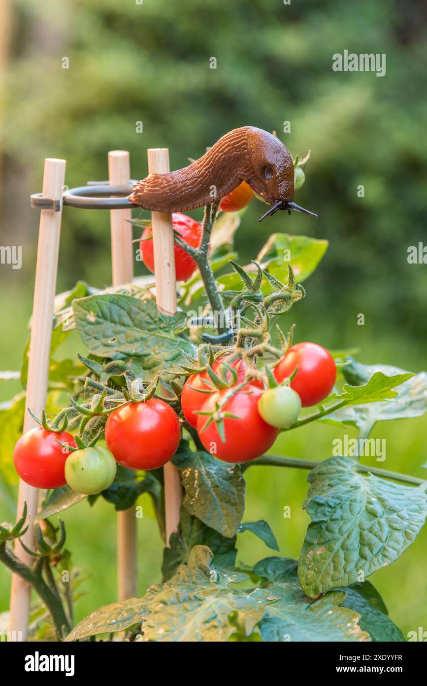 Slug eats tomato on tomato plant in garden - Red slug Stock Photo - Alamy