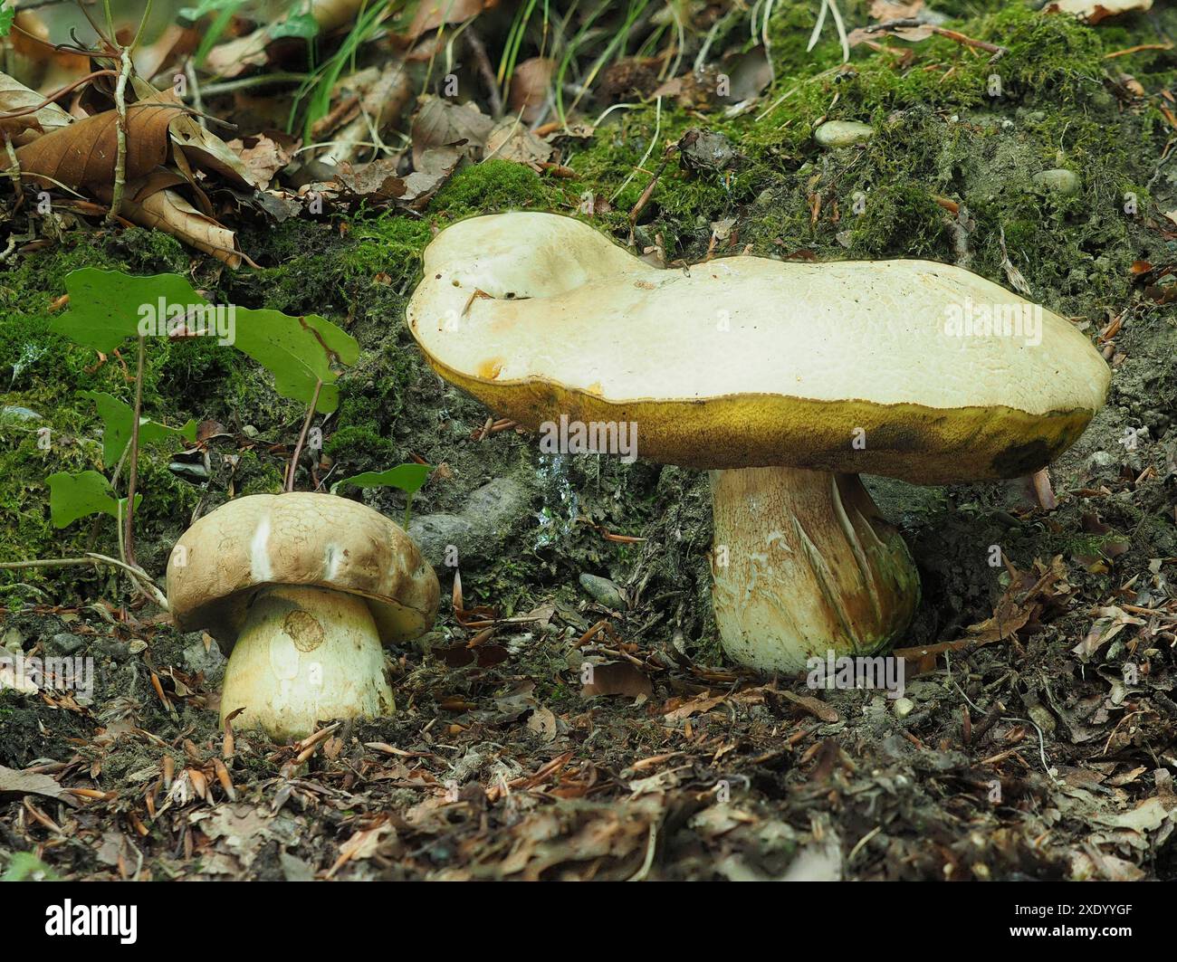 Rooting Bolete, Caloboletus radicans Stock Photo - Alamy