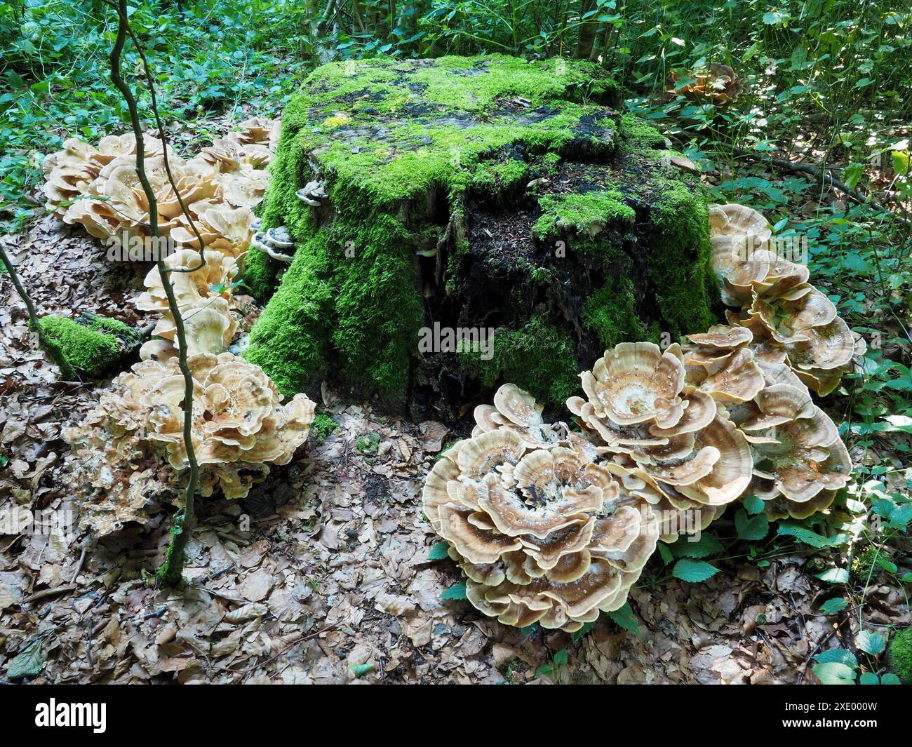 Giant polypore fungus Stock Photo - Alamy