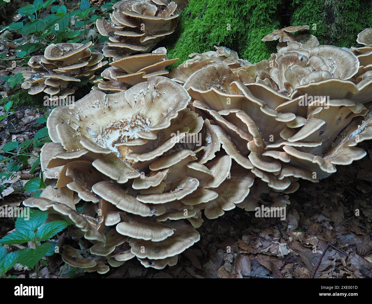 Giant polypore fungus Stock Photo - Alamy
