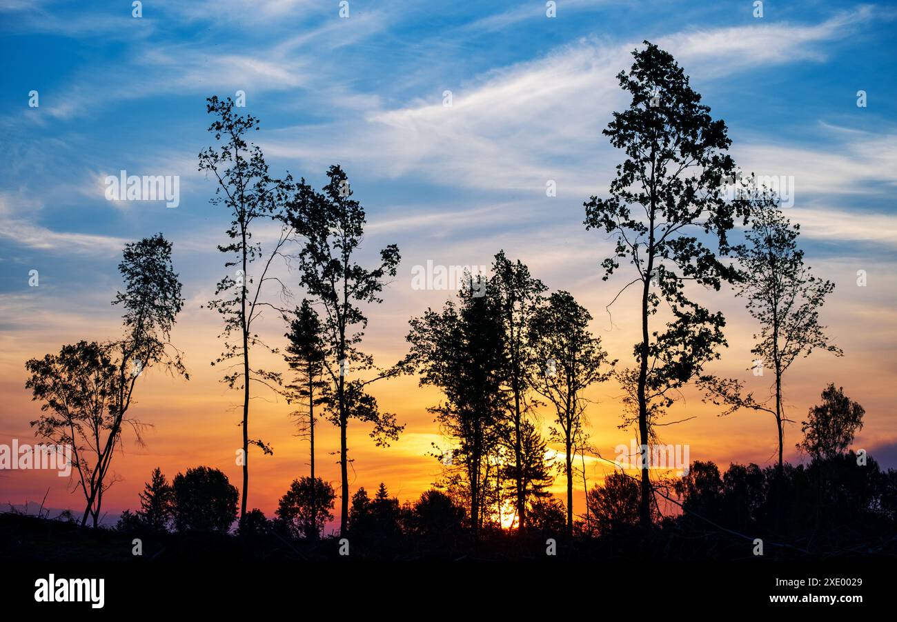 Silhouettes of trees in the forest against the bright dawn sky ...