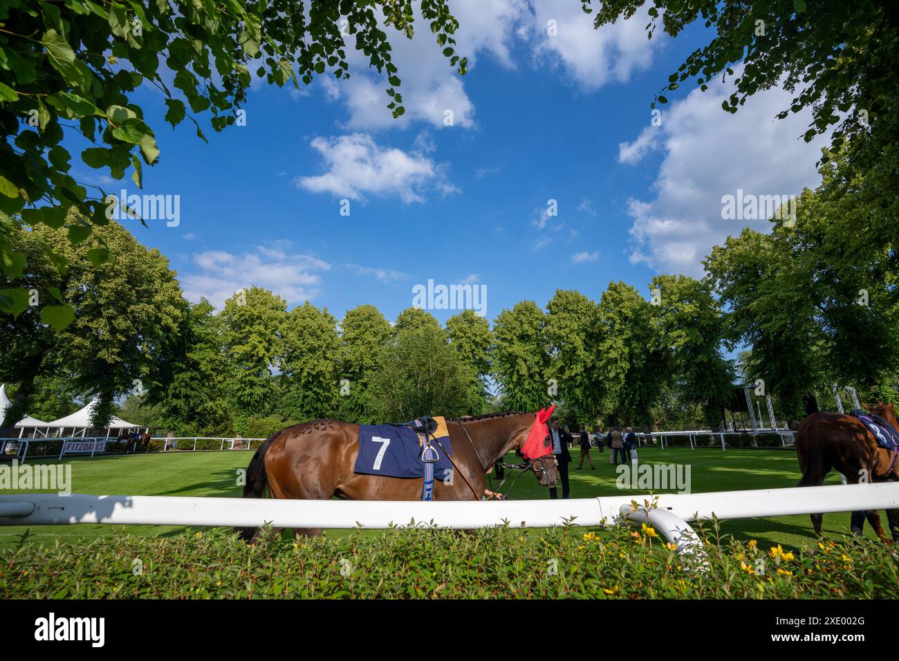 Horse number 7 being led round paddock behind white fence under blue ...