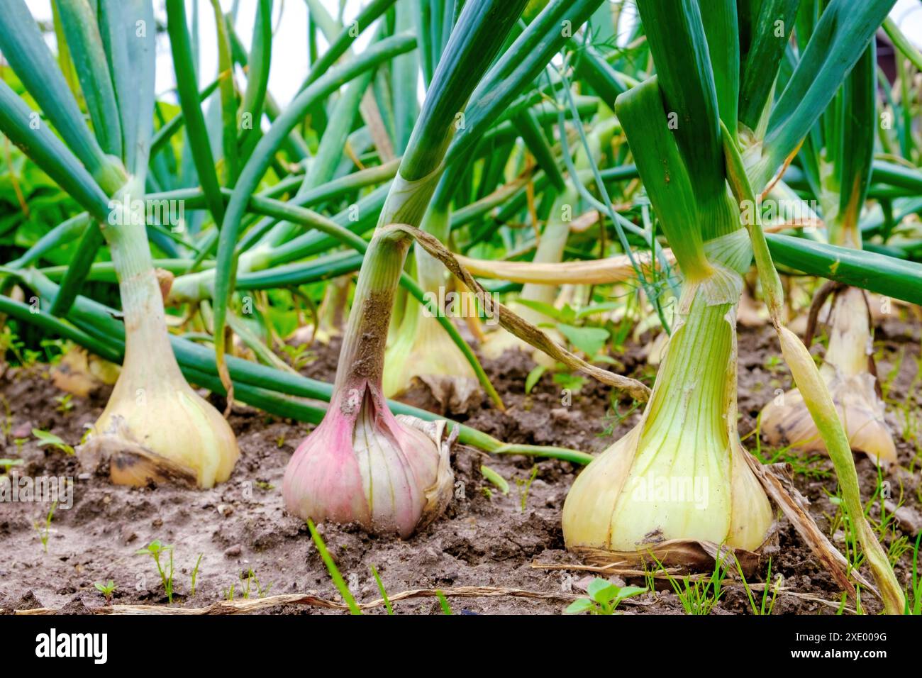 Onions grow in the field. Bulbs are visible from the ground Stock Photo ...