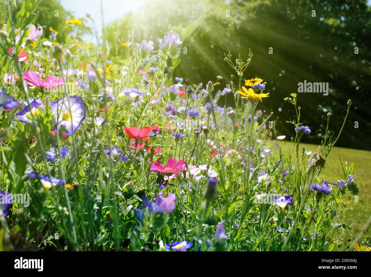Wildflower park hi-res stock photography and images - Alamy