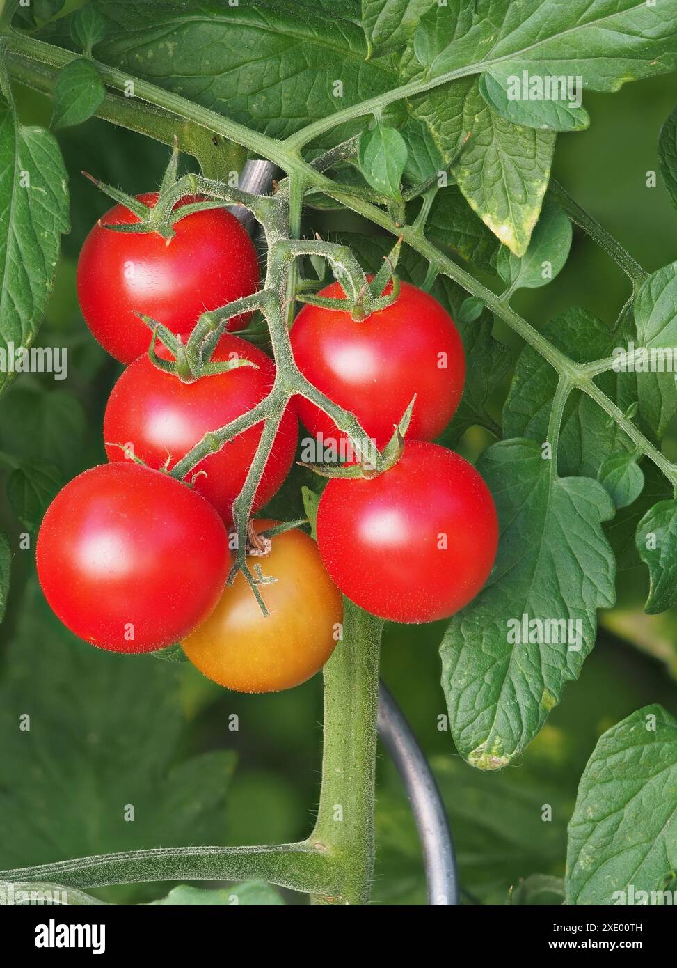 Cocktail tomato Manolo Red (Picolino), F1 Stock Photo - Alamy