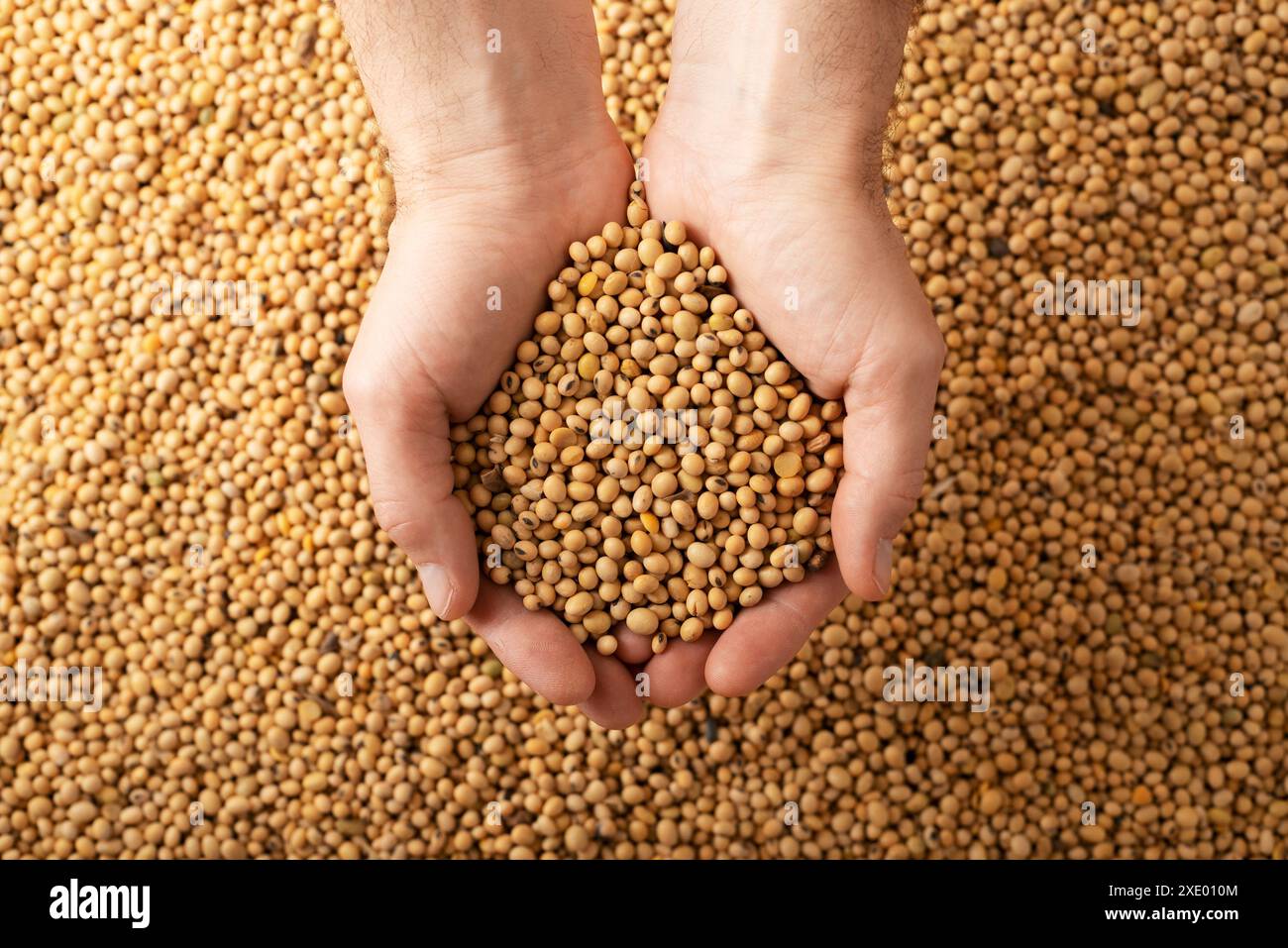 Human caucasian handfuls with soy beans over soybean background Stock ...