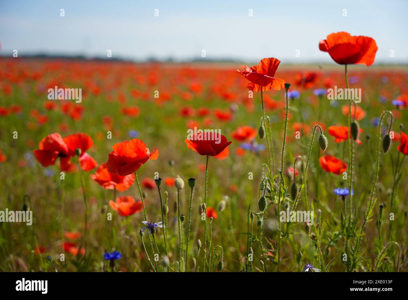 Poppies israel hi-res stock photography and images - Alamy