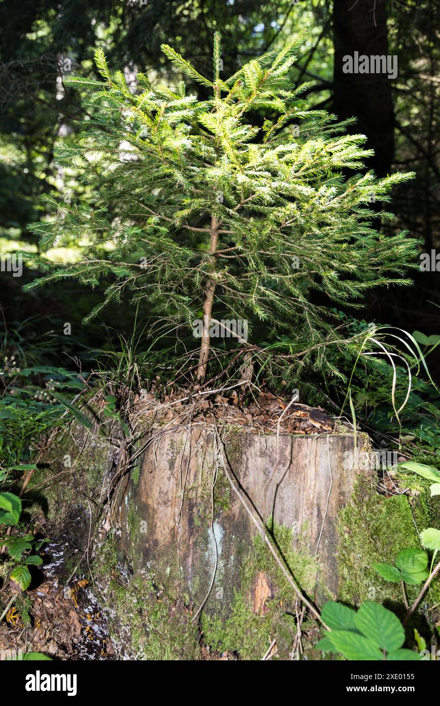 Young spruce grows on old stump - planting and offspring Stock Photo ...