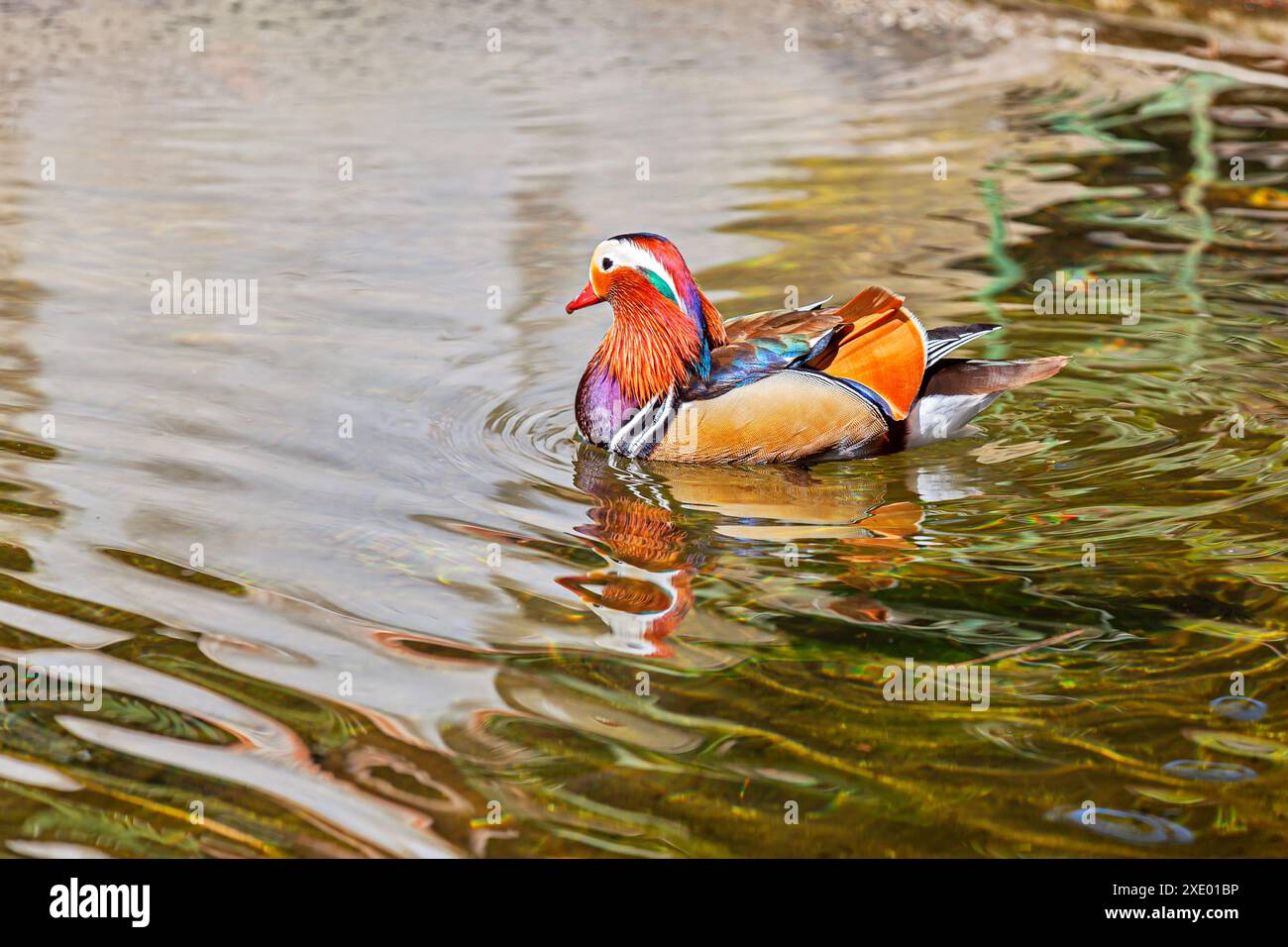 The amazing mandarin duck in Taormina, Sicily Stock Photo - Alamy