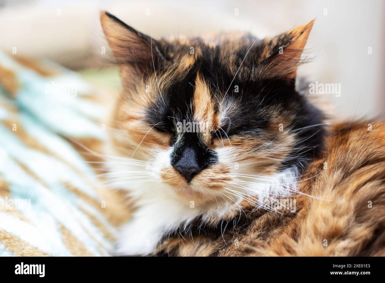 A felidae, small to mediumsized cat with calico fur is lounging on a ...