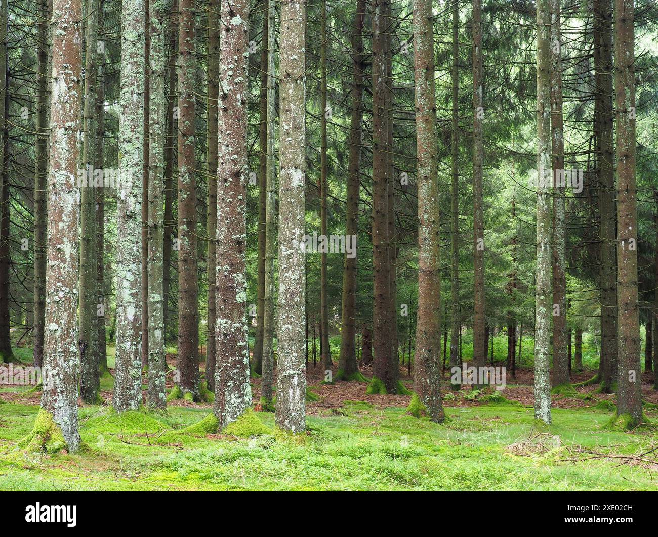 Coniferous forest in the Black Forest Stock Photo - Alamy