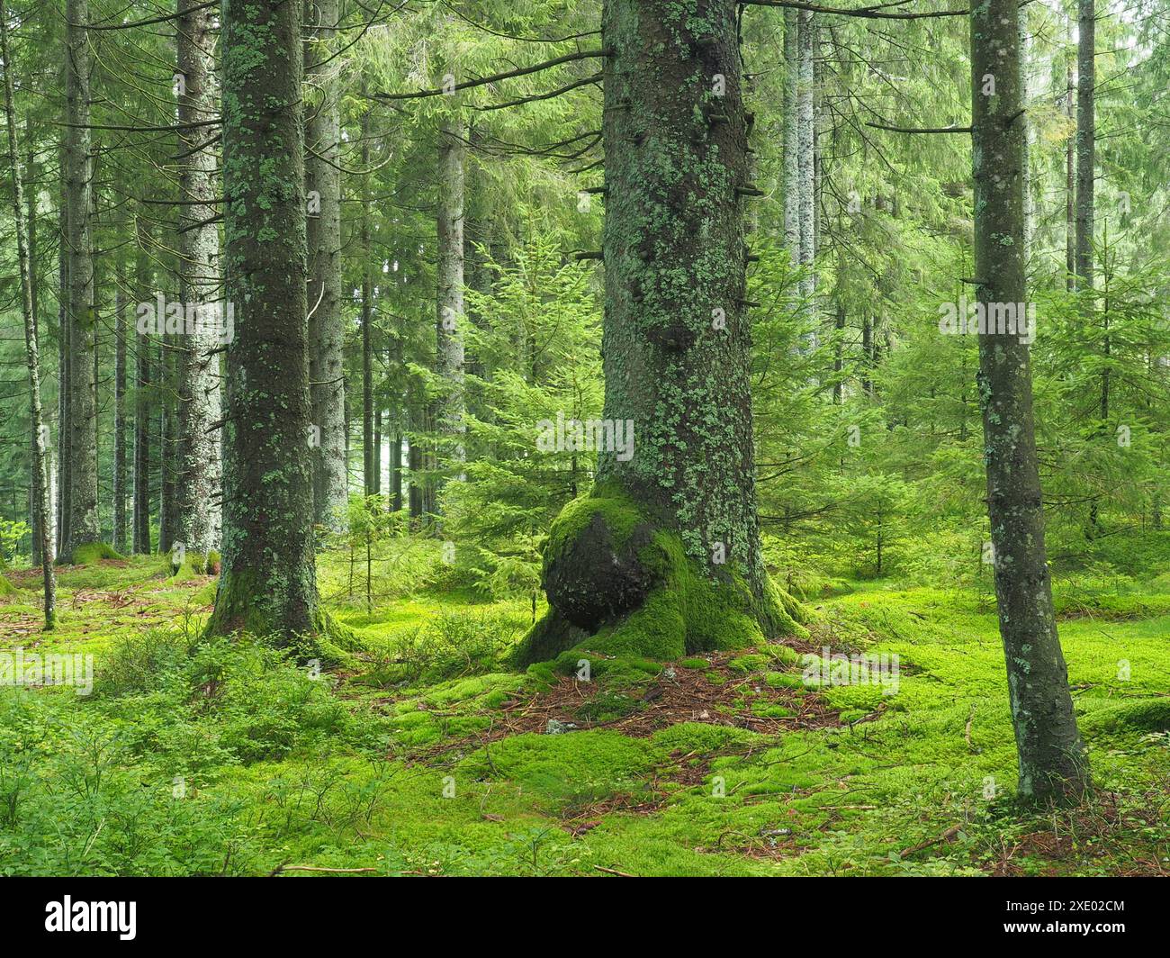 Coniferous forest in the Black Forest Stock Photo - Alamy