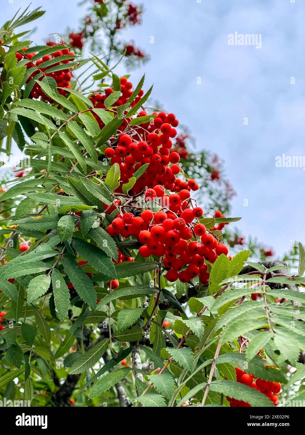 Red tree berries hi-res stock photography and images - Alamy
