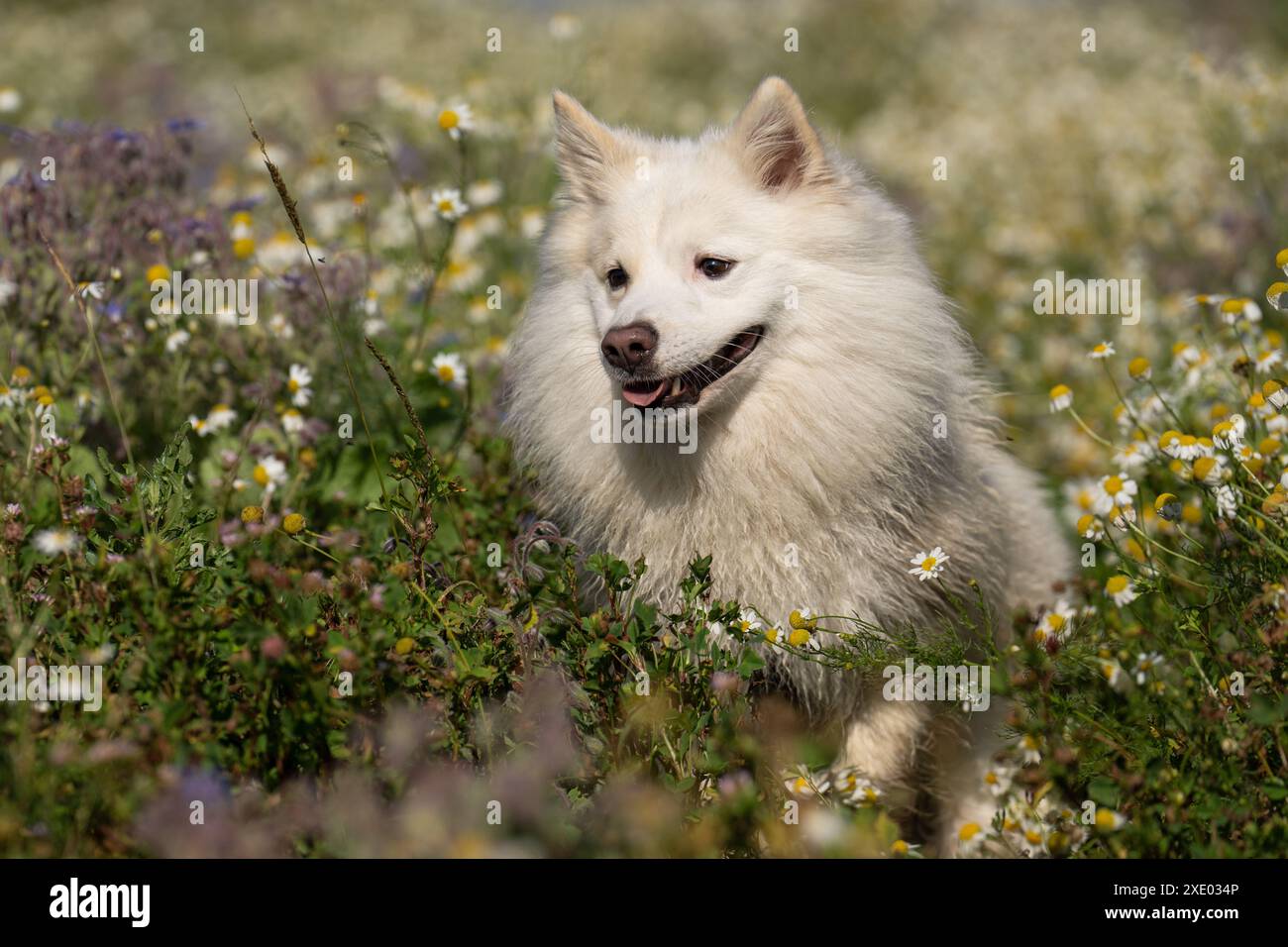 Icelandic sheepdog, FCI recognized dog breed from Iceland Stock Photo ...