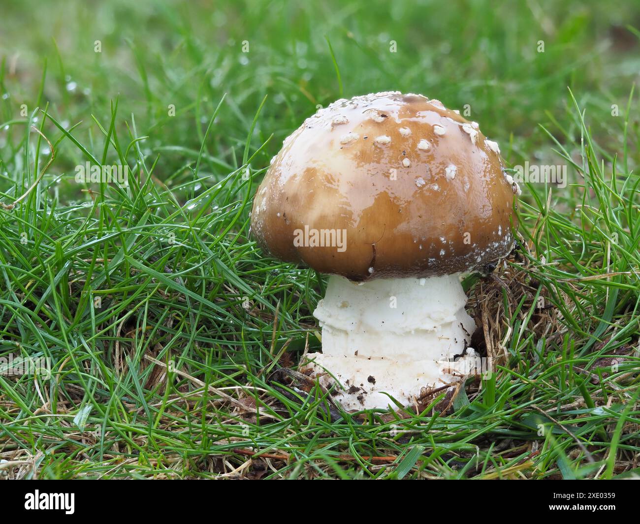 Panthercap (Amanita pantheria Stock Photo - Alamy