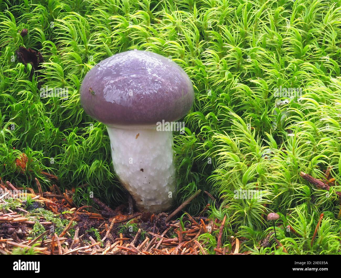 Slimy spike cap, Gomphidius glutinosus Stock Photo - Alamy