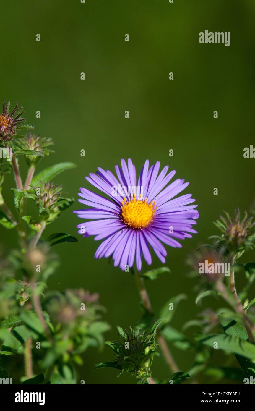 New England Aster with green background Stock Photo - Alamy