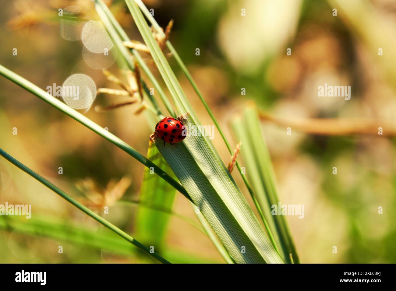 Bright red small ladybug on the sharp green leaf. Insects and animals ...