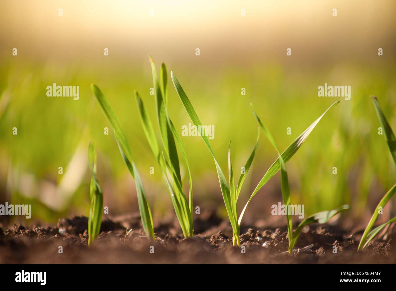 Sprouts of young barley or wheat that have just sprouted in the soil ...