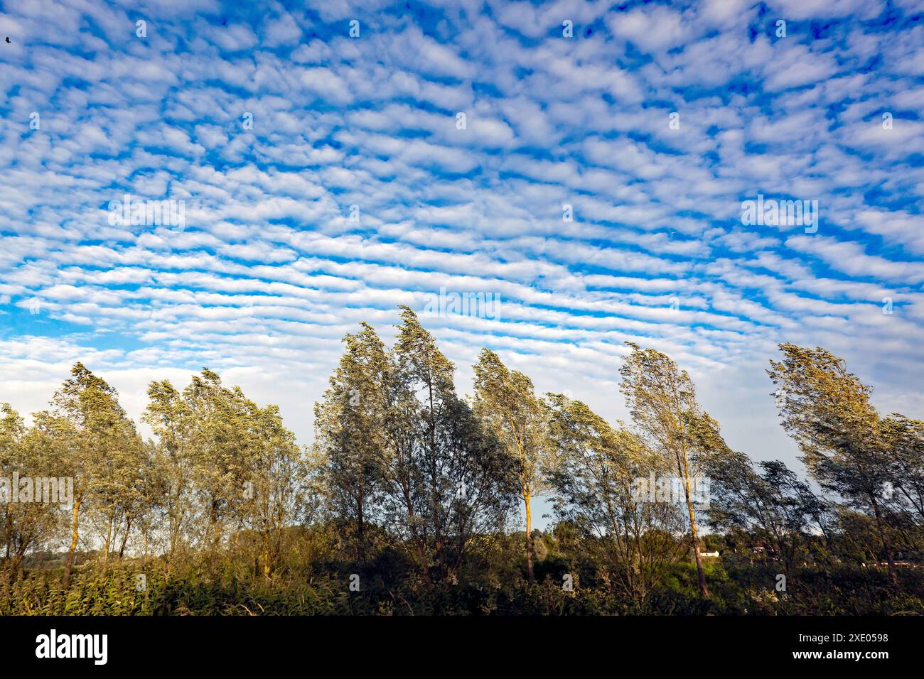 An evening Mackerel Sky, above the Valley of the River Rother, Bodium ...