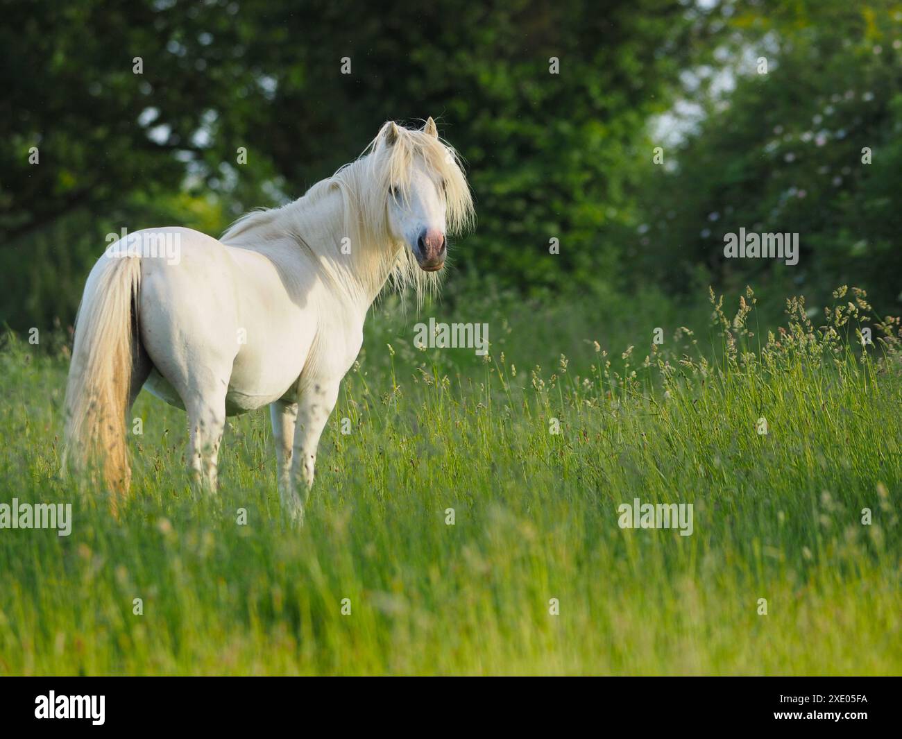 A pretty grey Welsh Pony stands in a summer meadow Stock Photo - Alamy