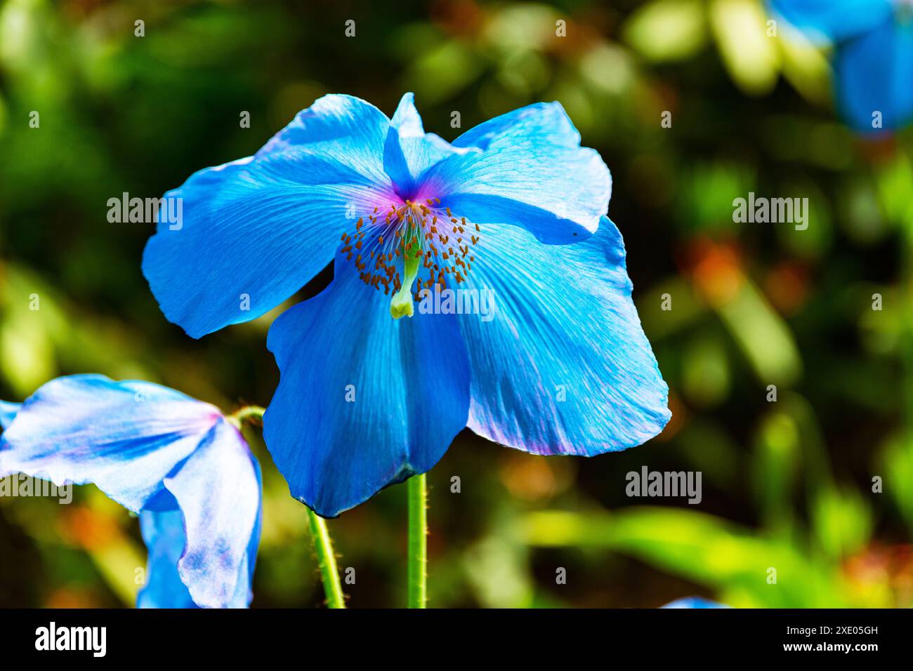 Beautiful poppy flowers hi-res stock photography and images - Alamy