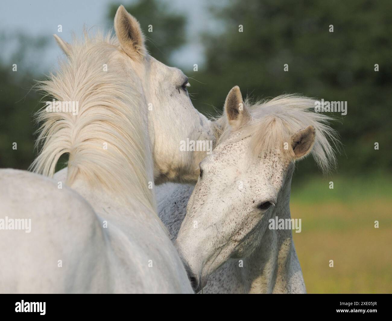 Two Grey Horses Mutual Grooming Each Other Stock Photo - Alamy