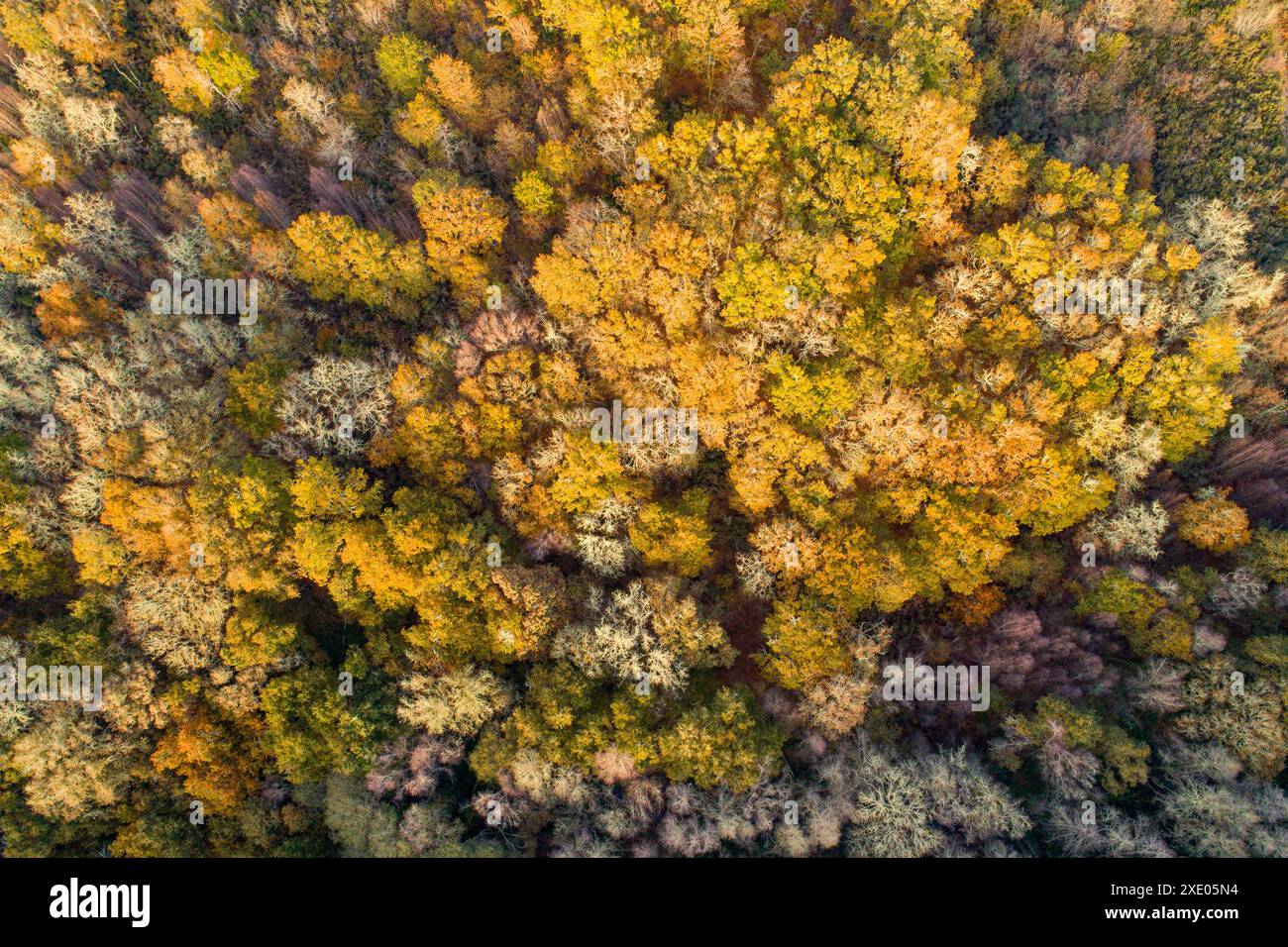 aerial top view with drone of a deciduous forest in autumn Stock Photo - Alamy