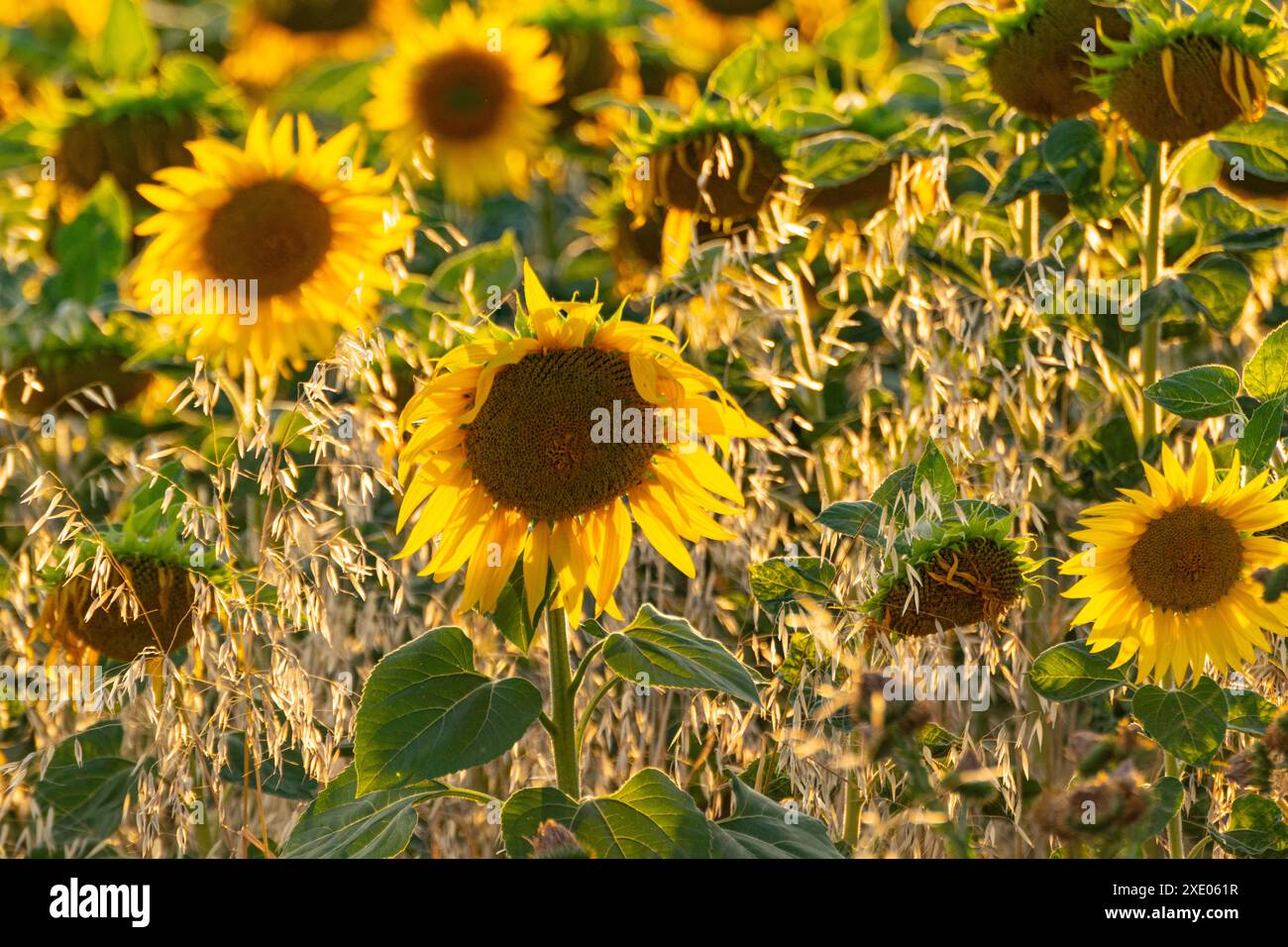 Sunflower field golden sunset hi-res stock photography and images - Alamy