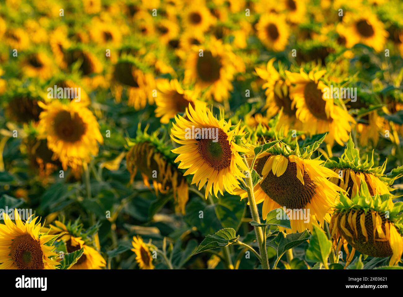 Golden sunflower field hi-res stock photography and images - Alamy