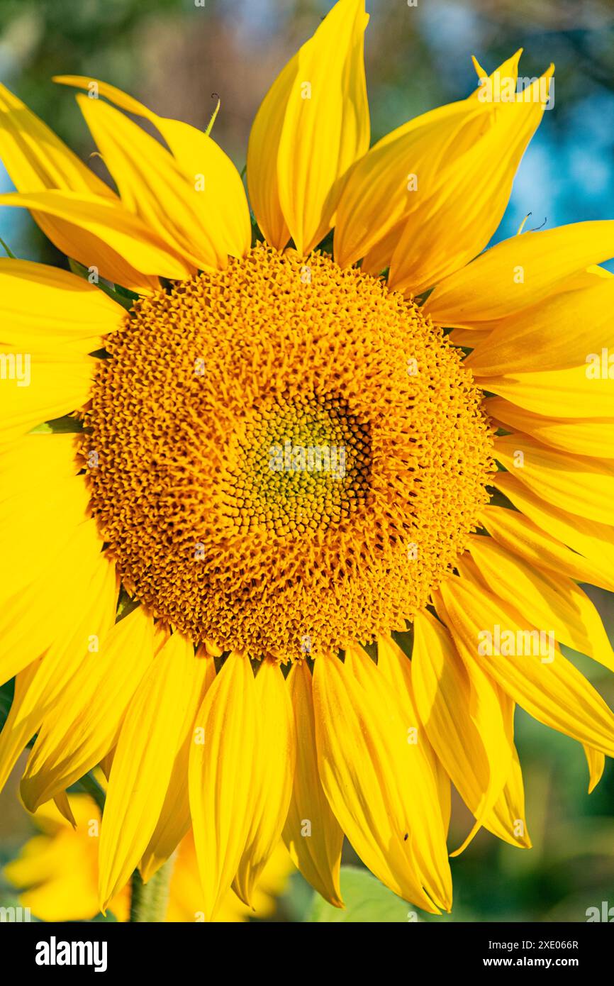 Beautiful evening golden light hi-res stock photography and images - Alamy