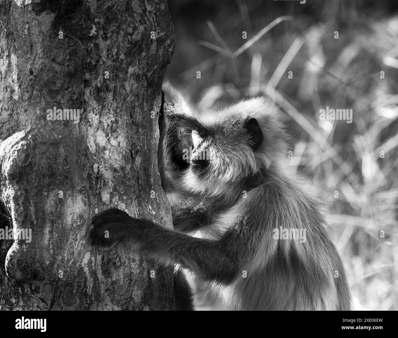 Malabar Sacred Langur or Black Footed Langur, Semnopithecus hypoleucos ...