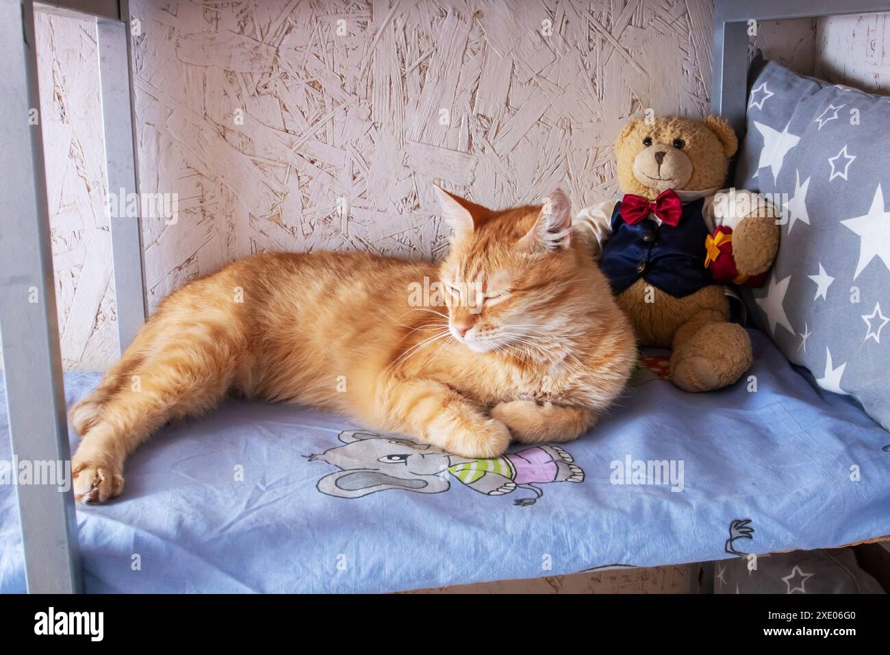 Cute ginger cat sleeping on bed close up Stock Photo - Alamy