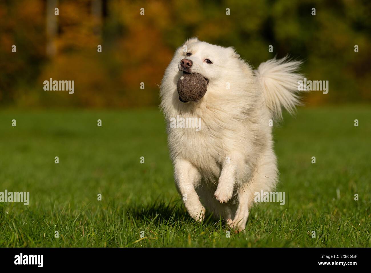 Icelandic sheepdog, FCI recognized dog breed from Iceland Stock Photo ...