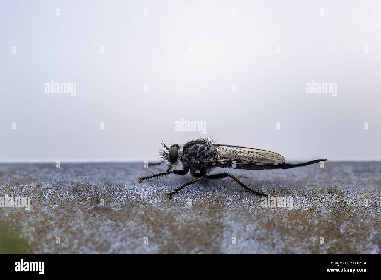 Robber flies. They feed mainly or exclusively on other insects and as a ...