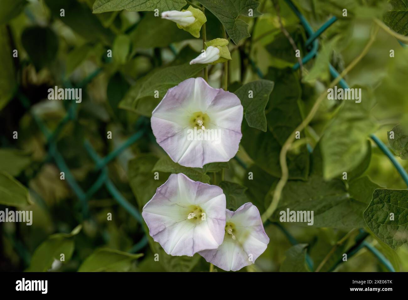 Convolvulus. Species of flowering plants . Common names include ...