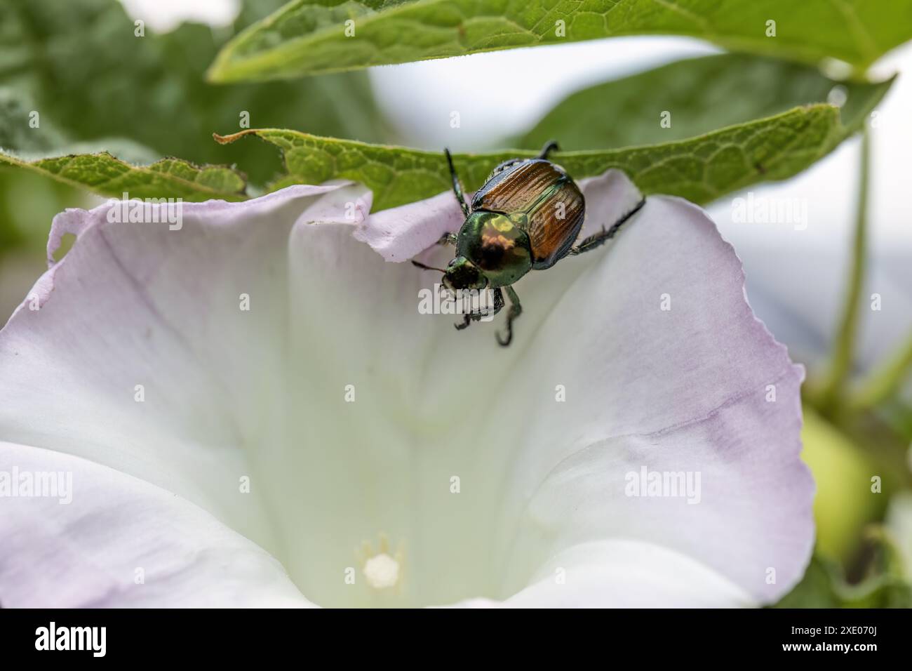 The Japanese beetle (Popillia japonica) is a species of scarab beetle ...