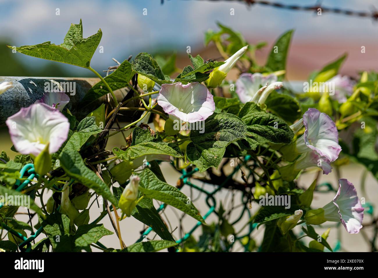 Convolvulus. Species of flowering plants . Common names include ...