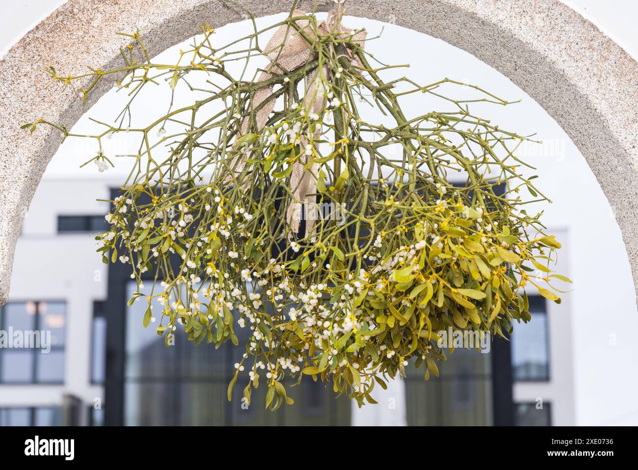 Mistletoe hangs from an archway as a lucky charm symbol Stock Photo - Alamy