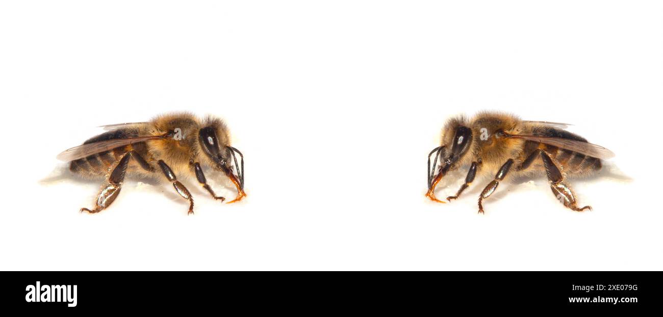 Detail closeup honeybee european hi-res stock photography and images ...