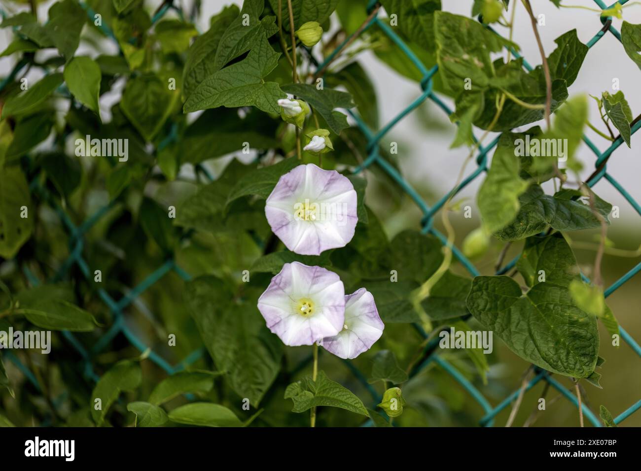 Convolvulus. Species of flowering plants . Common names include ...