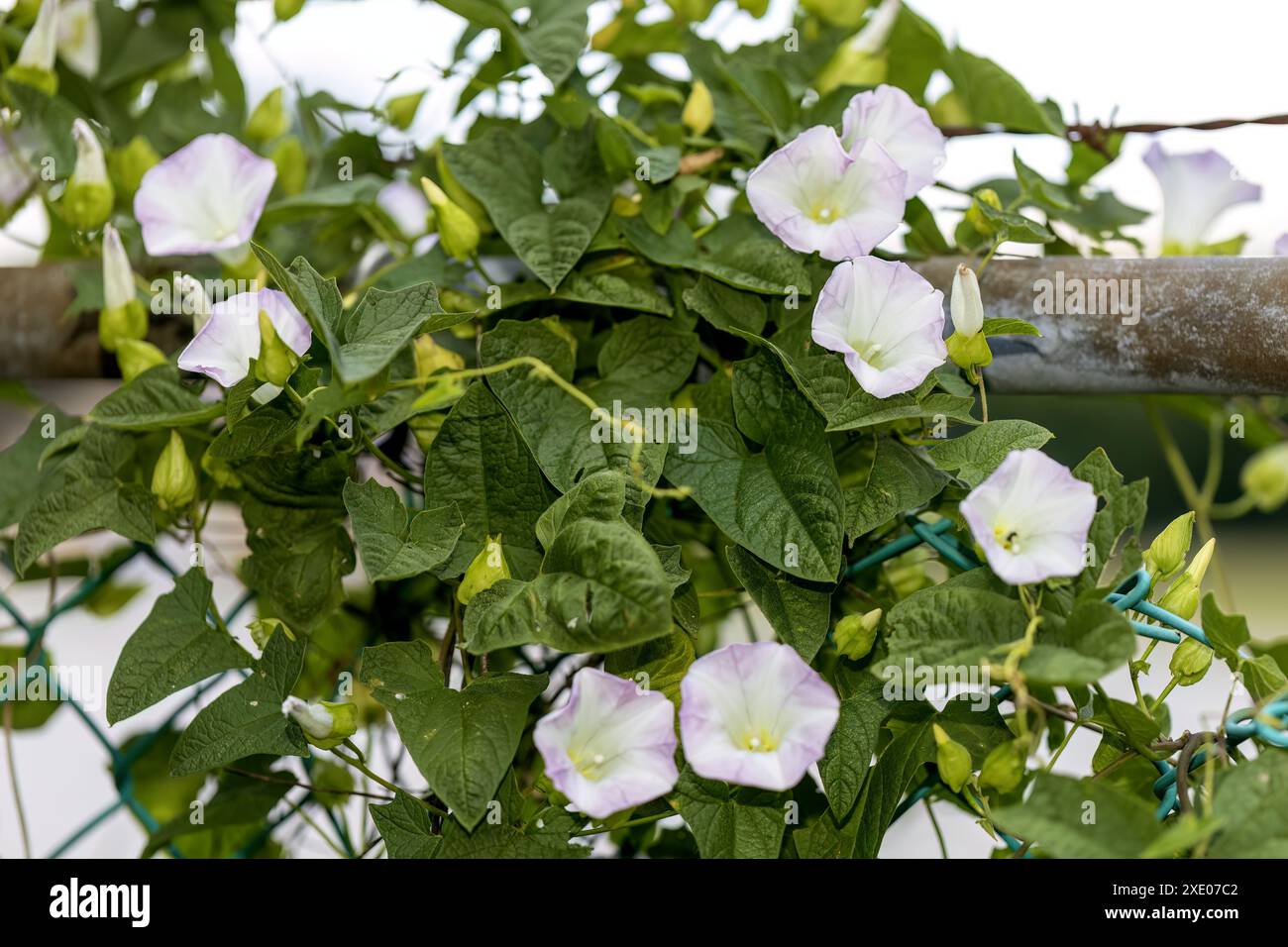 Convolvulus. Species of flowering plants . Common names include ...