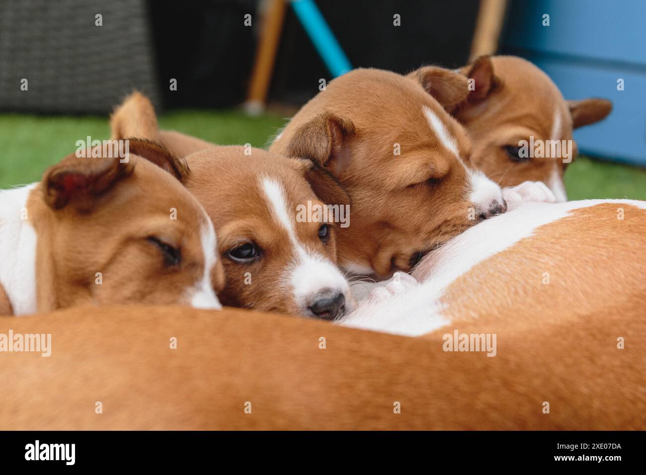 Basenji puppies laying together on green background Stock Photo - Alamy