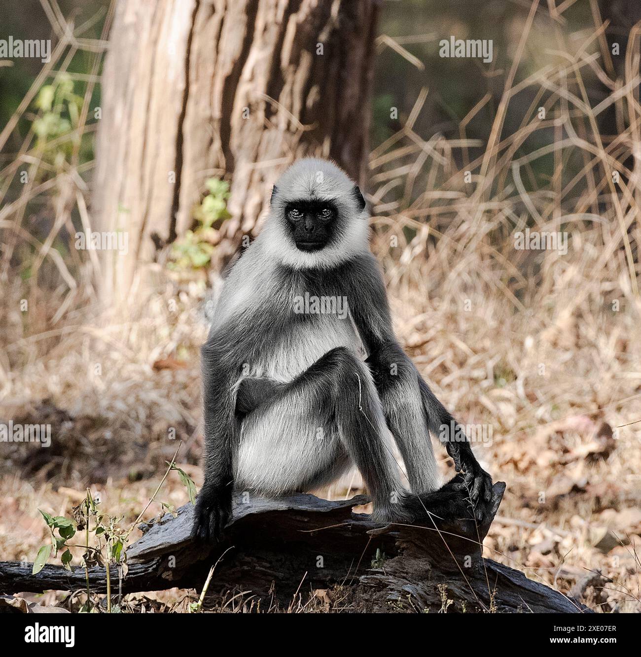 Malabar Sacred Langur or Black Footed Langur, Semnopithecus hypoleucos ...